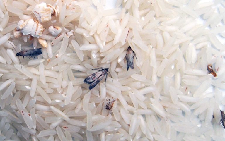 Kuhinjski moljci - Kako ih se riješiti? - Faktor magazin